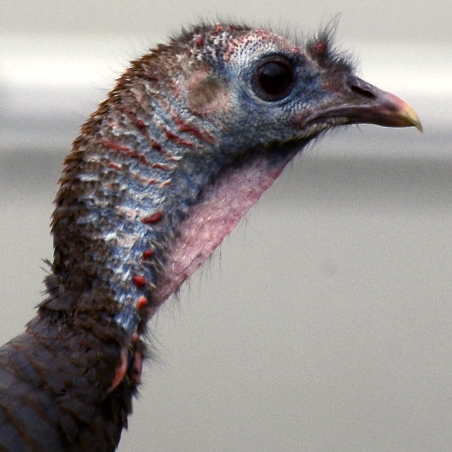 The Nature of Framingham: Turkey in the hood!