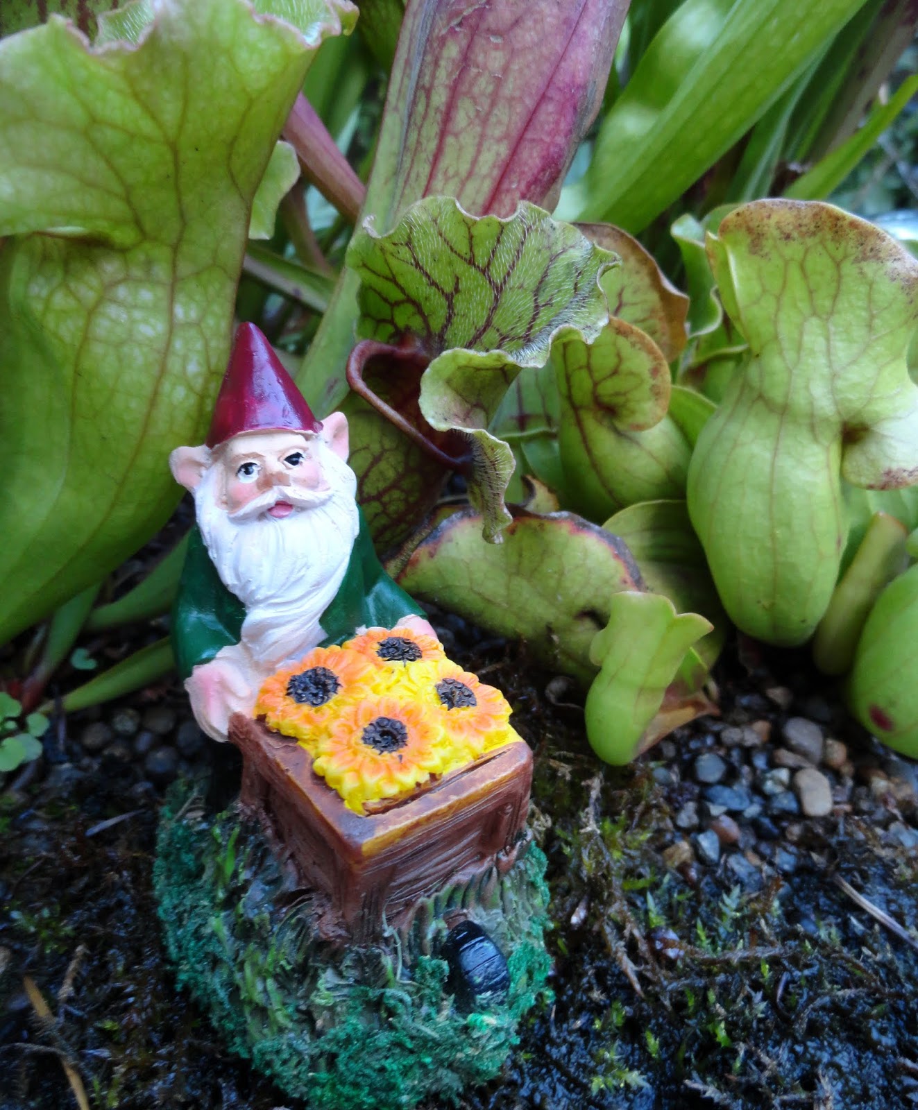 danger garden: I've been gnomed....