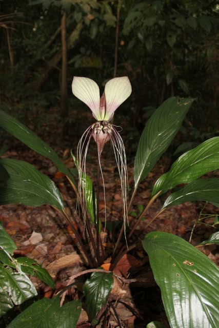 Singapore Plants Lover: Today's flowers: bat lily