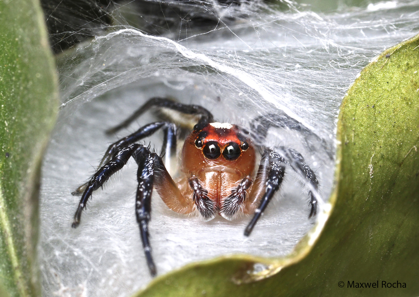 Macrofotografia por Maxwel Rocha: Aranhas