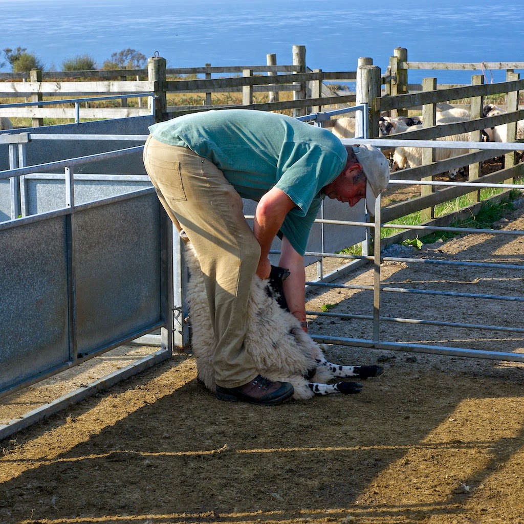 Treshnish Farm: The wonder of webs, and sheep work.