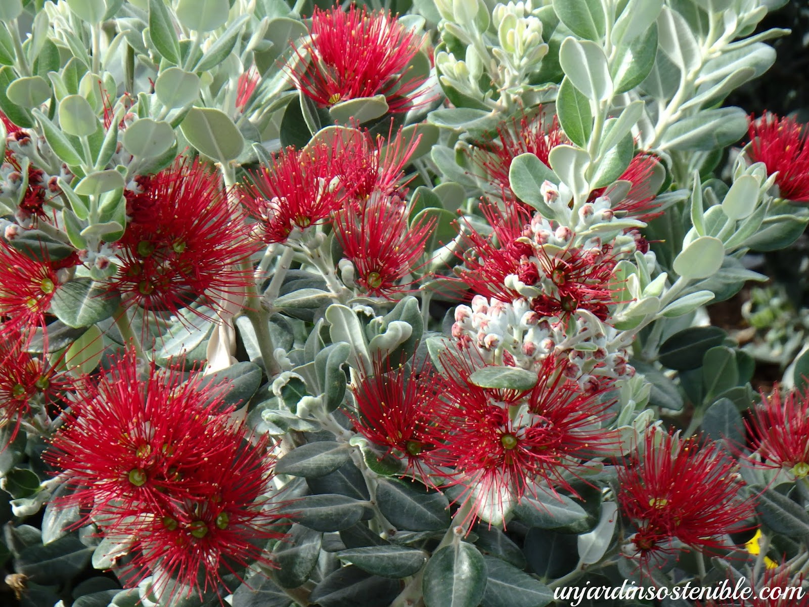 unjardinsostenible.com: Metrosideros excelsa o ( Pohutukawa "El eslabón ...