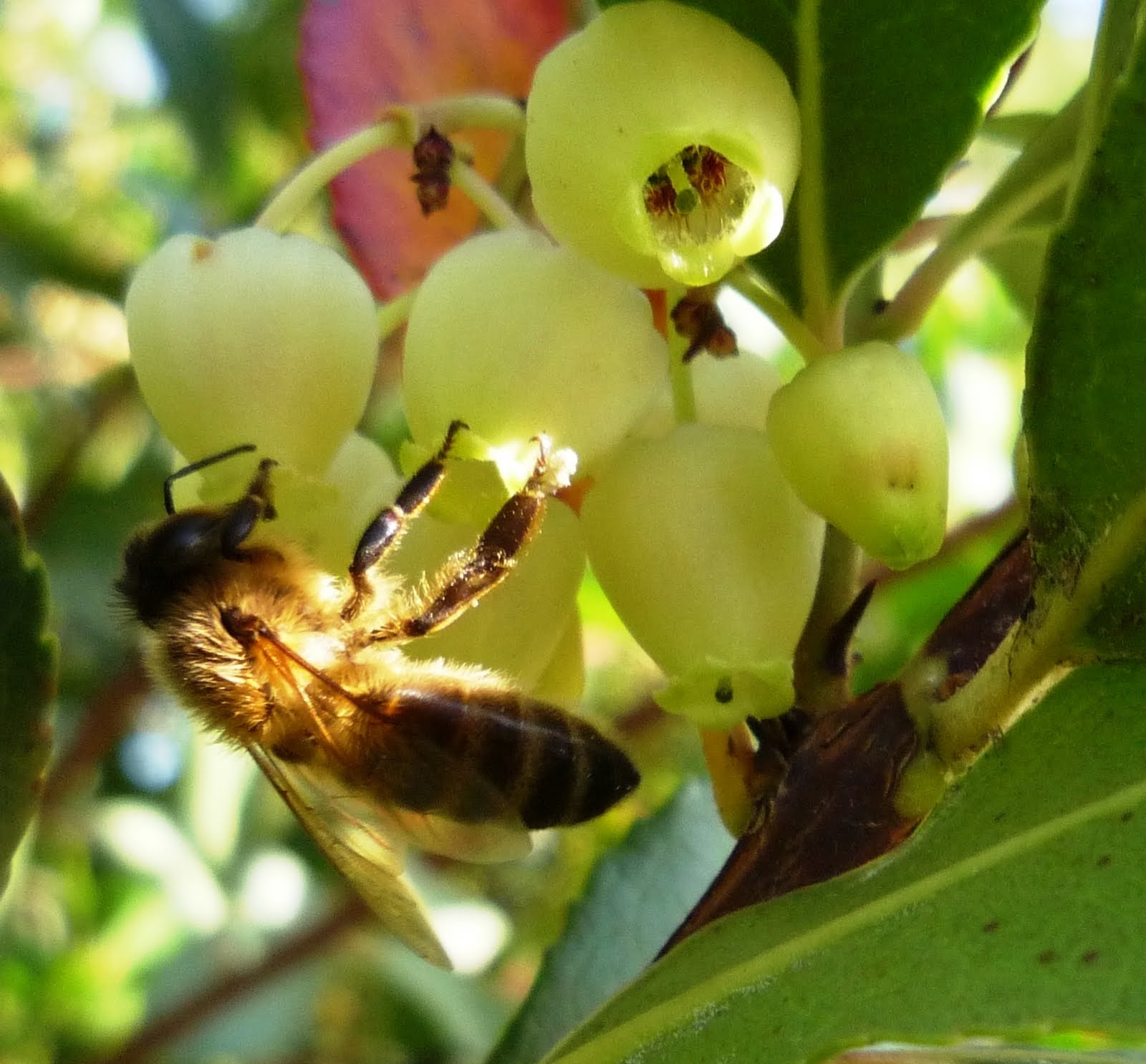 Valencia: Jardines del Río Turia : Fauna