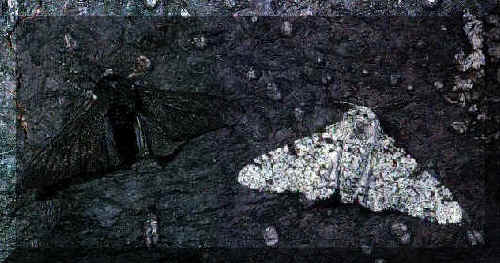 BISTON BETULARIA: La papallona que ens explica l' evolució de les espècies.