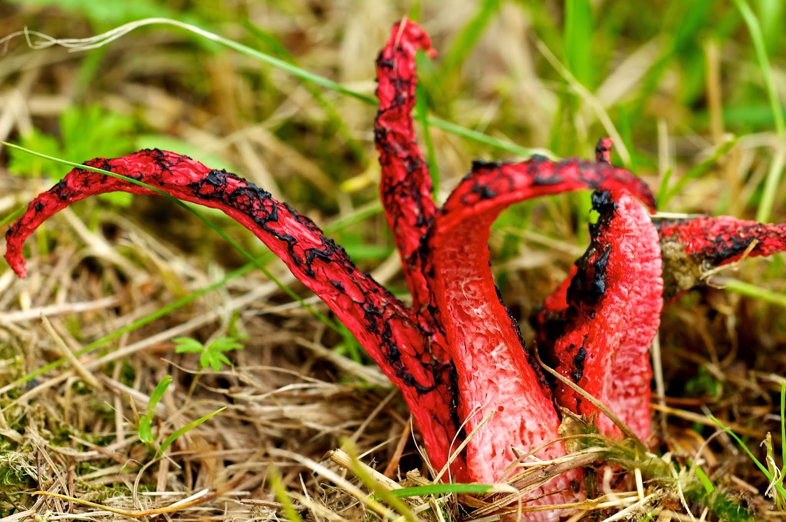 Top 12 ugliest and creepy plants in the world
