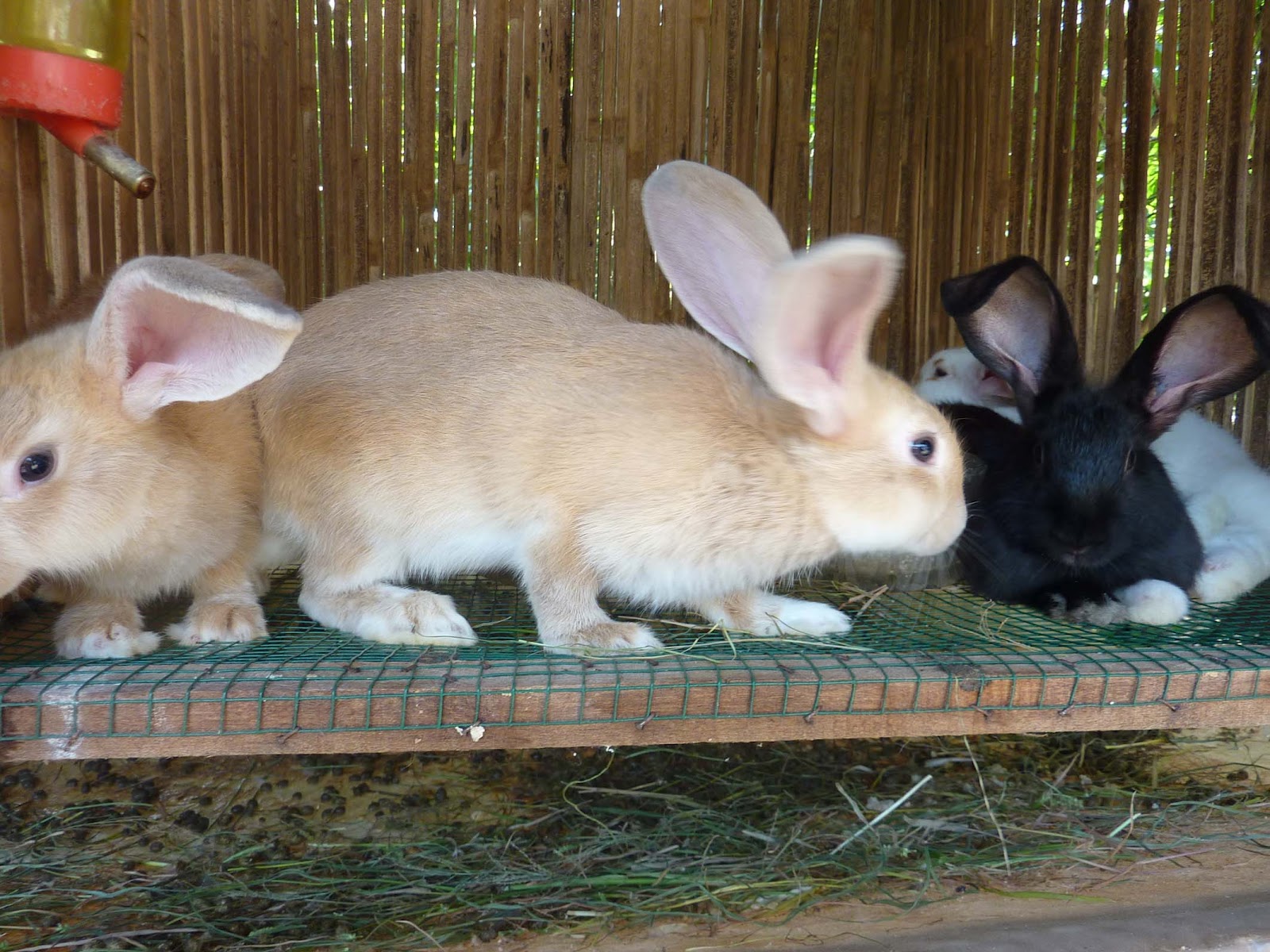 Ternak Kelinci: Mengapa Beternak Kelinci?