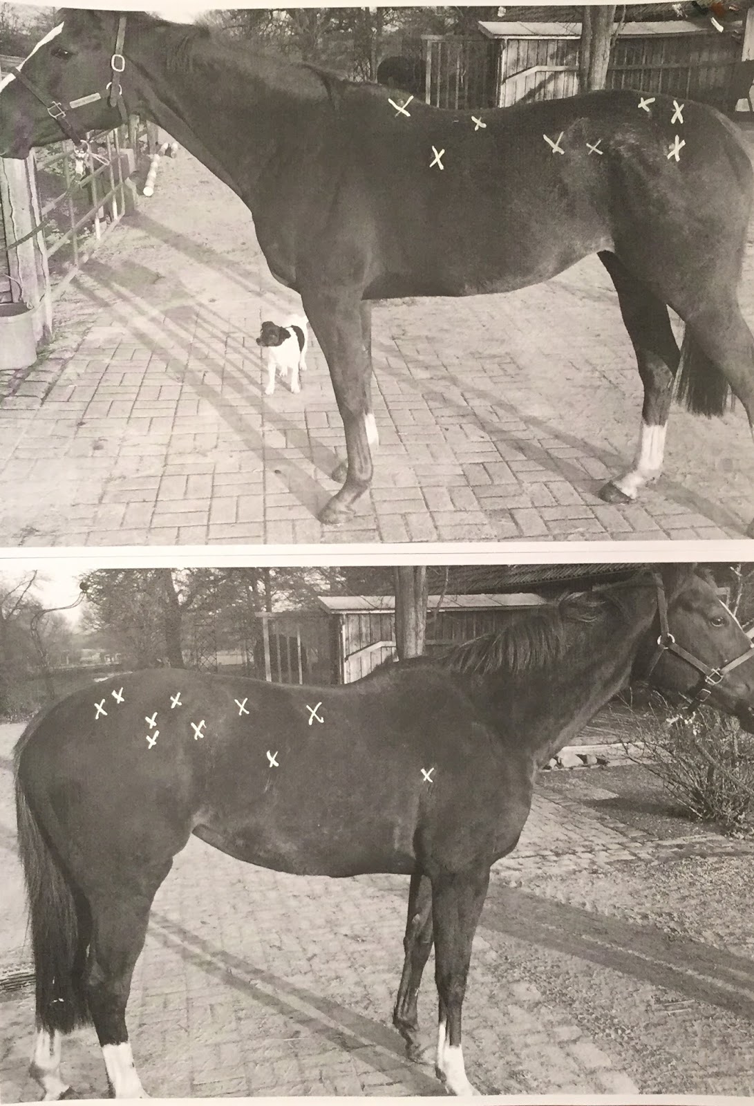 Laboratório de Doenças Parasitárias: Novo artigo LADPAR: First reported ...