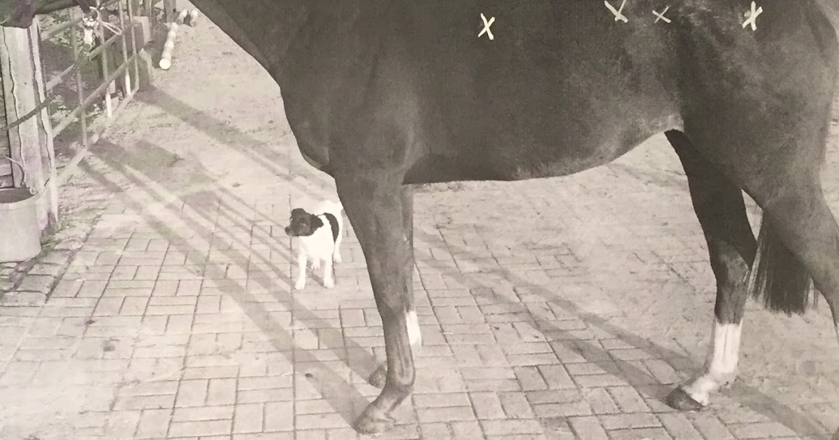 Laboratório de Doenças Parasitárias: Novo artigo LADPAR: First reported ...