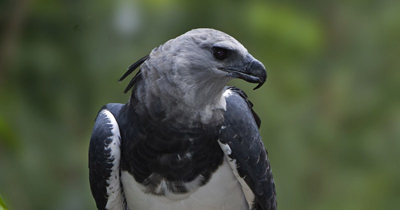 Elang Harpy (Harpia harpyja) | Hewan Indonesia dan Jual Beli