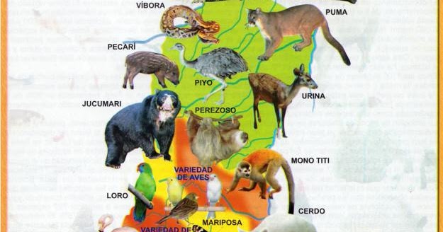 RaUl SeVeRiChE cAdImA: FAUNA DE BOLIVIA 2(por departamento)