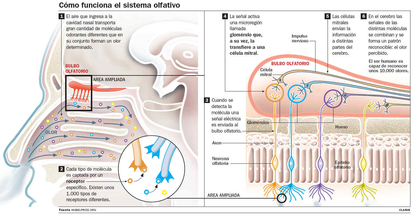 NEUROCIENCIAS: SENTIDOS QUIMICOS OLFATO Y GUSTO