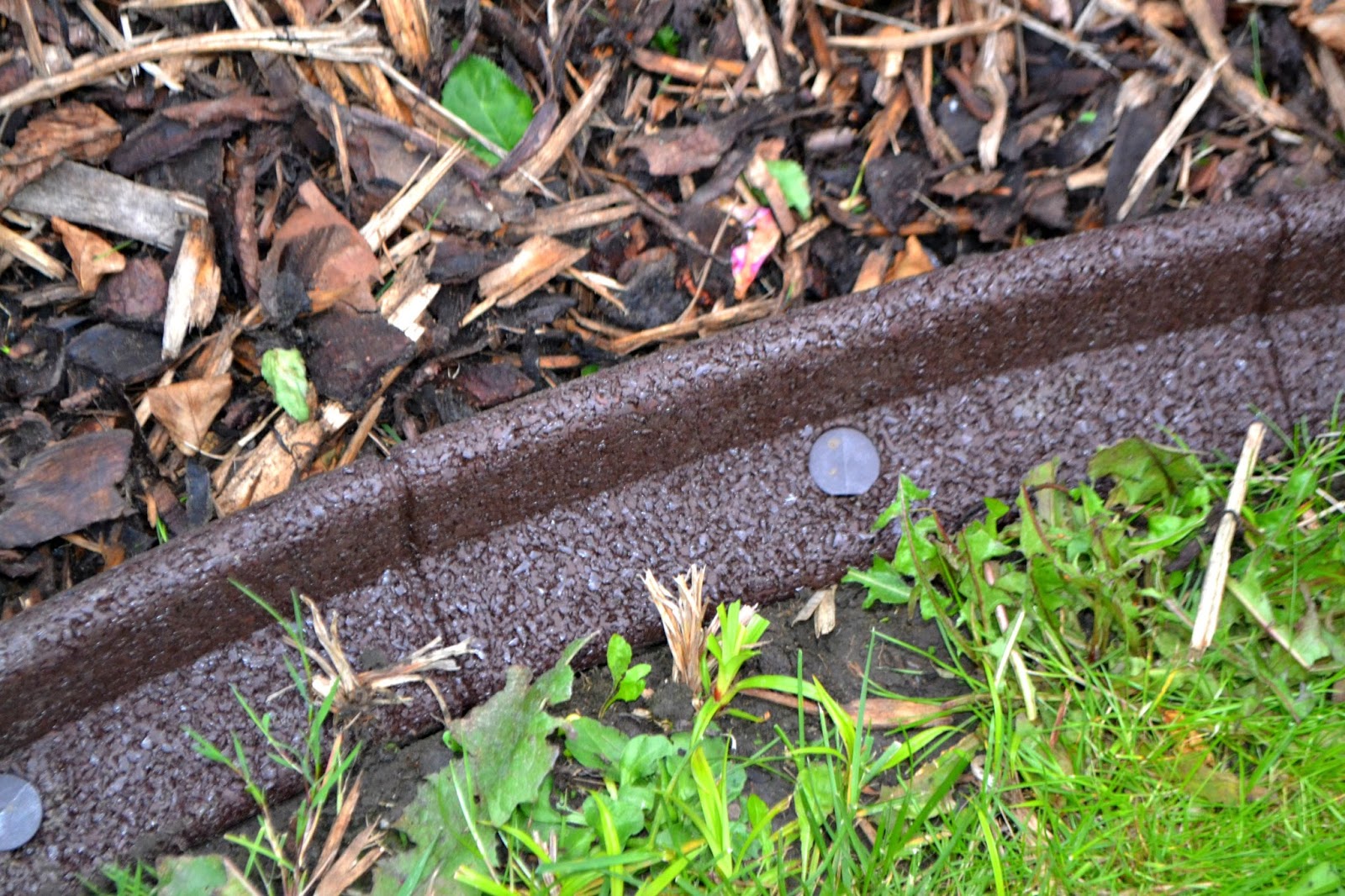 Enhance your borders with EcoBorder - Rock and Roll Pussycat