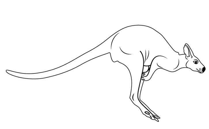 Cara Mengambar kanguru - Tutorial Mengambar