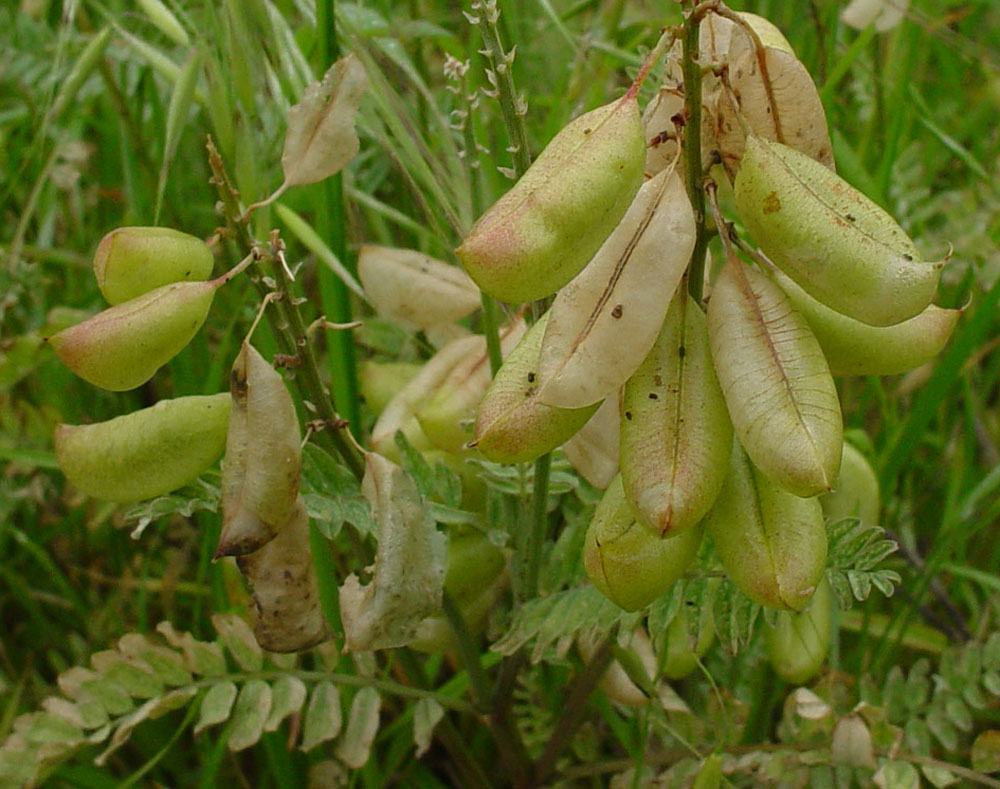 Mother Nature's Backyard - A Water-wise Garden: Plant of the Month ...