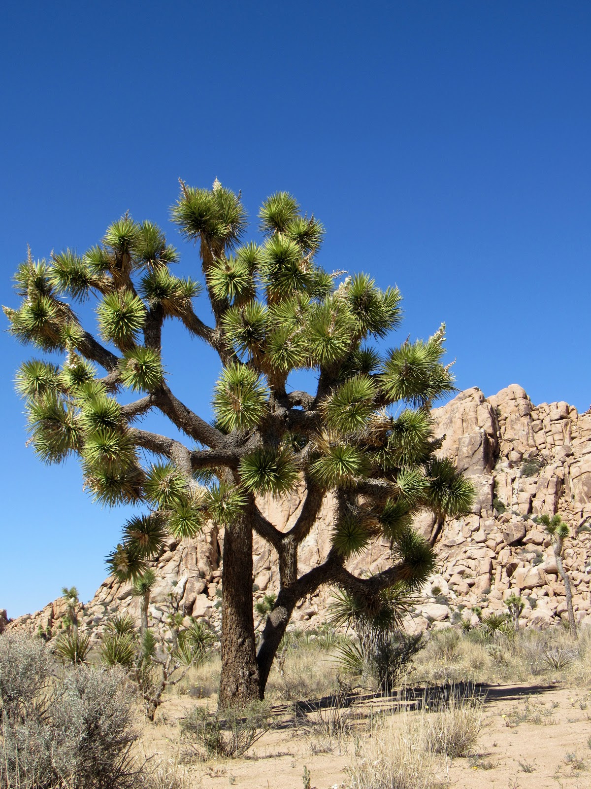 Joshua Tree Woodlands: A Tale of Sloths, Moths and the Trees that Need Them