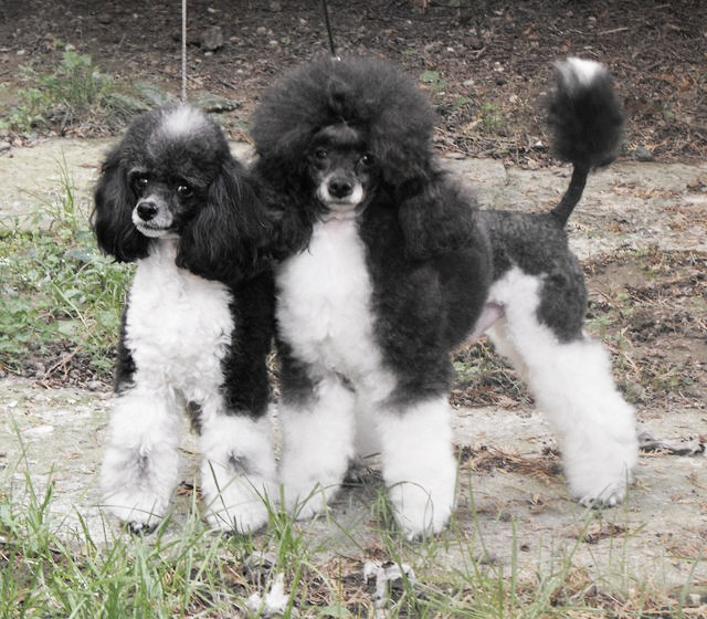 Huxtable The Poodle | Toy Poodle Blog | Parti Poodle: Toy Tuxedo Twin ...