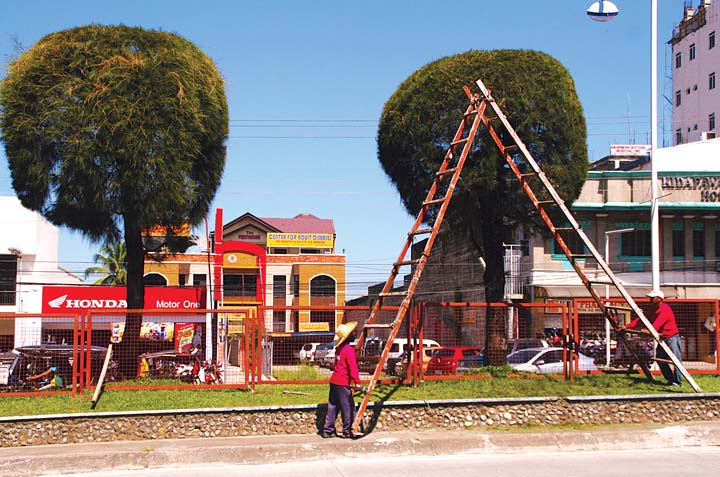 Bonsai Haven: SPECIE: AGOHO