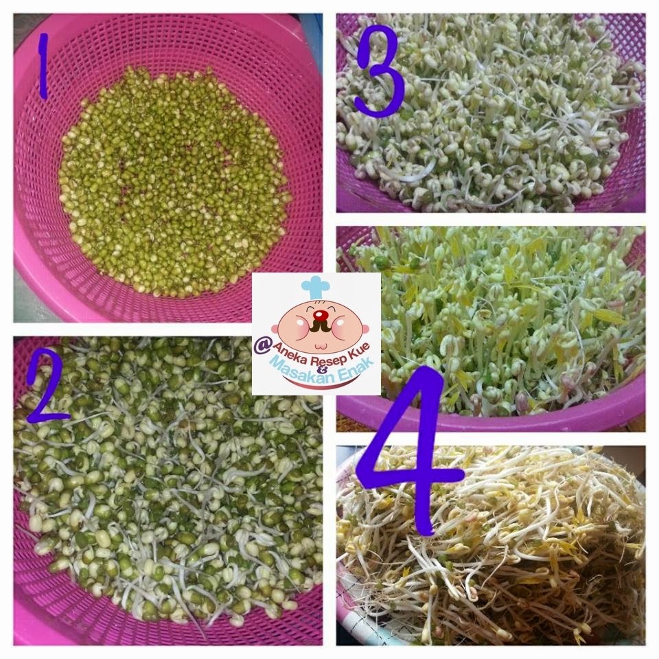 Cara dan proses pembuatan toge No ribet dari kacang hijau. by.Rina ...