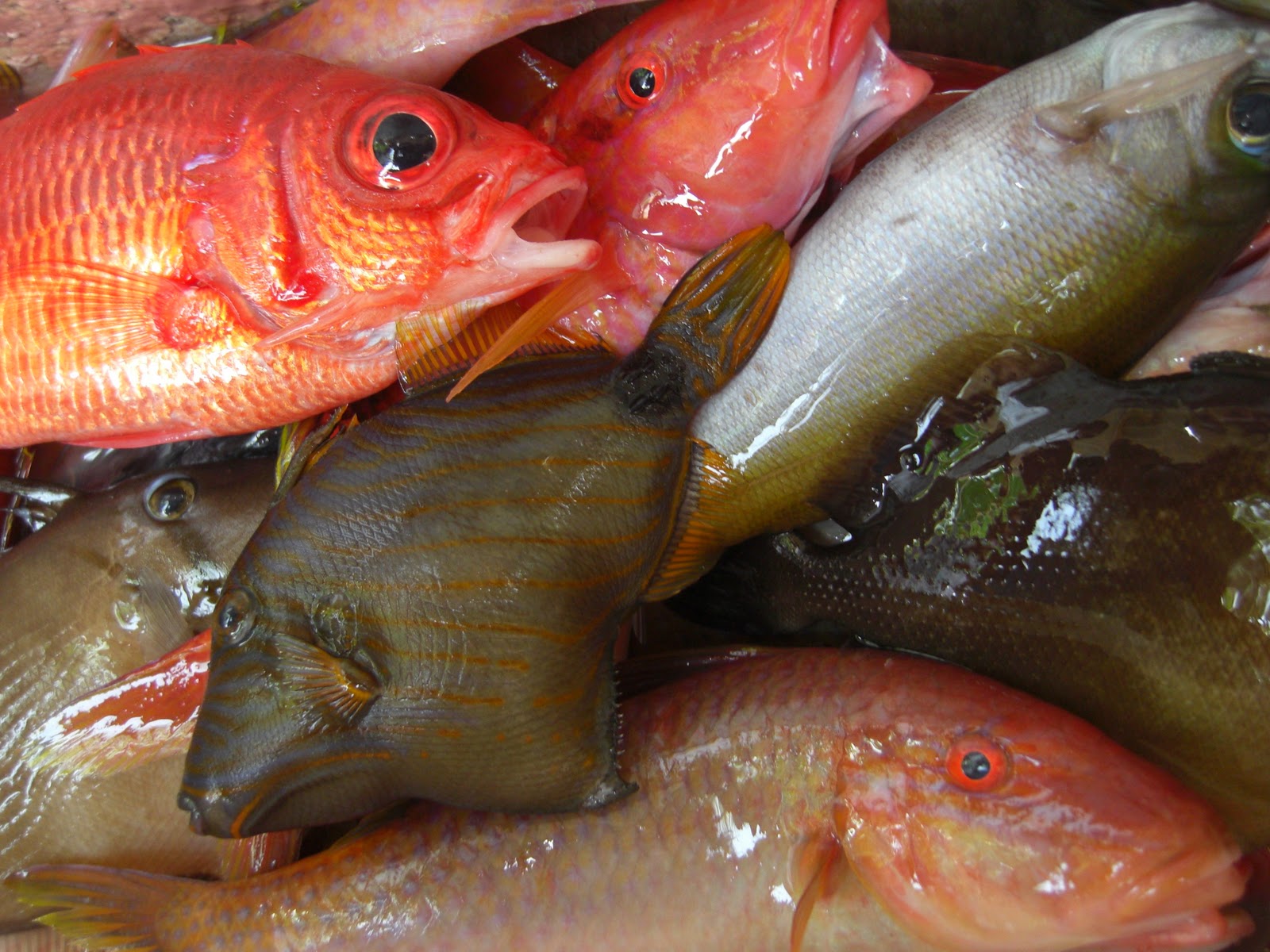 Ang Bayan Ninyo: Homestay At Dasol...A fishing Village at Pangasinan.