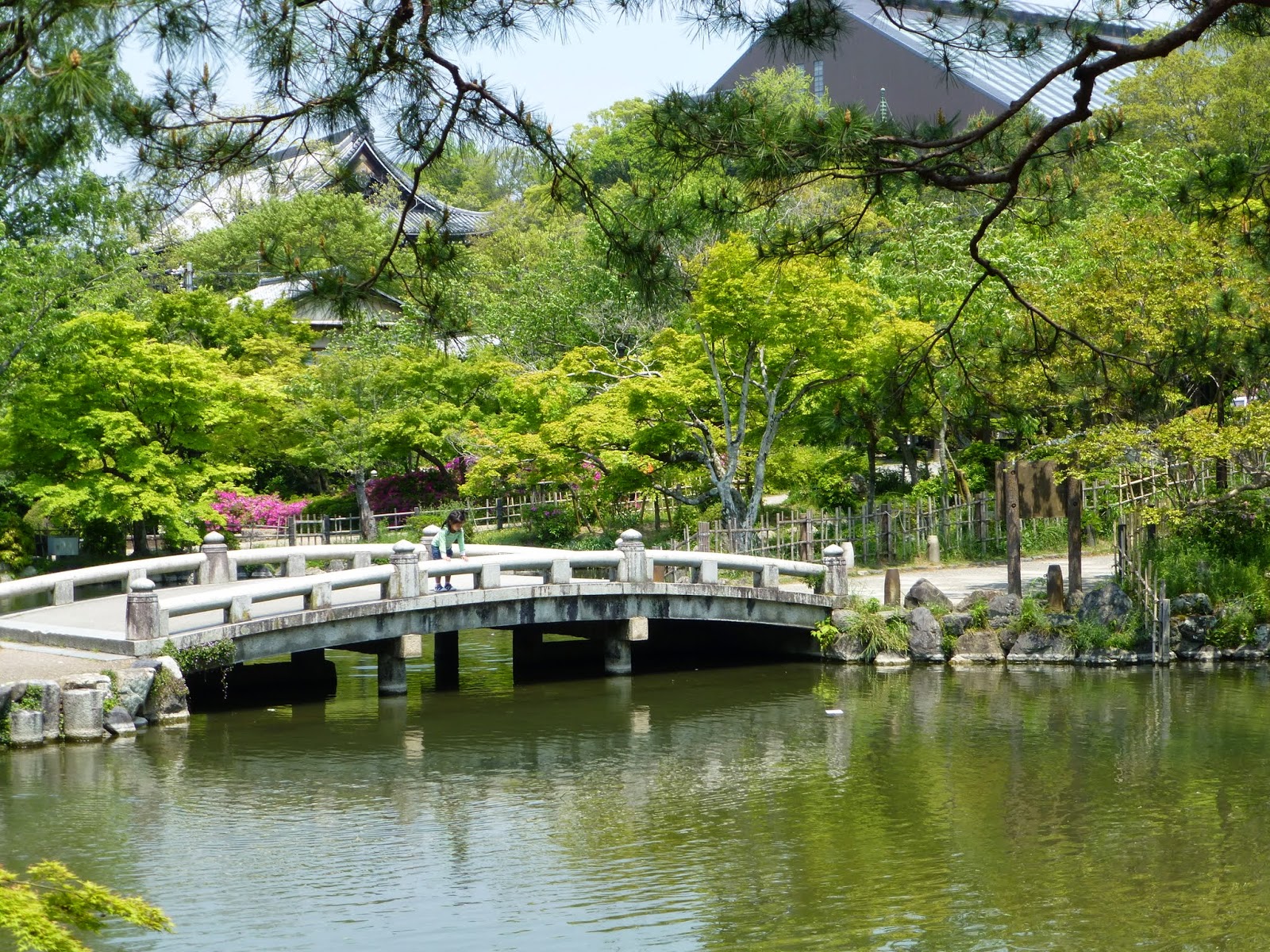 Chaos and Kanji: Maruyama Park: A Peaceful Stop in Kyoto
