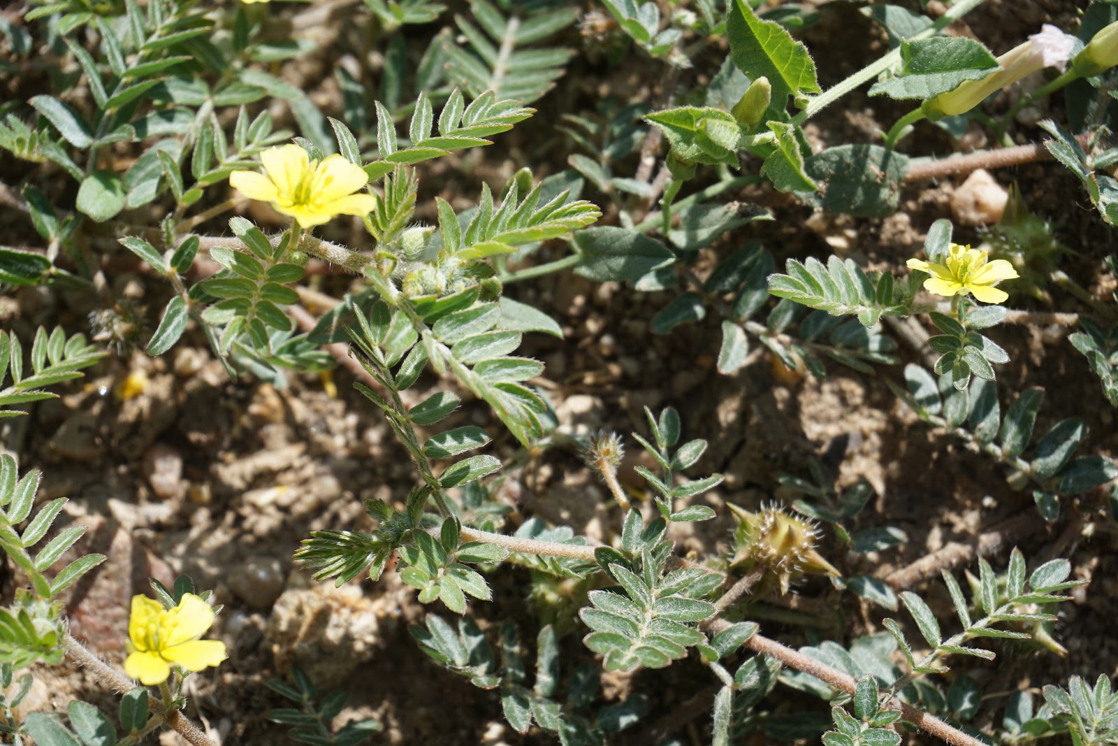 Plantas de Huerta Otea, Salamanca: Abrojo, abreojos (Tribulus terrestris)