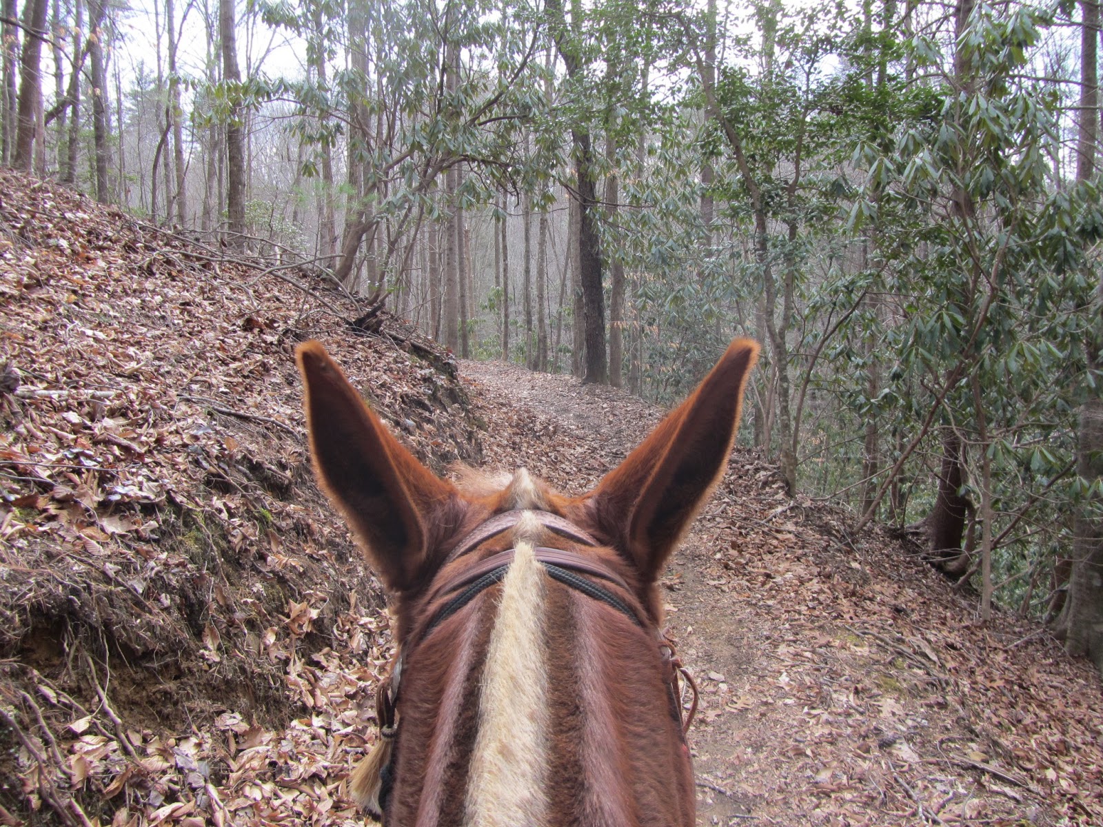 St.Clair Red Mule Farm -Mule & Donkey Adventures: Trip to Leatherwood ...