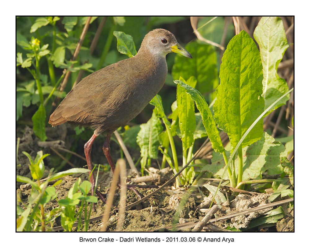 Indian Birds Photography: (delhibirdpix) The Commoners - # 116.04 ...