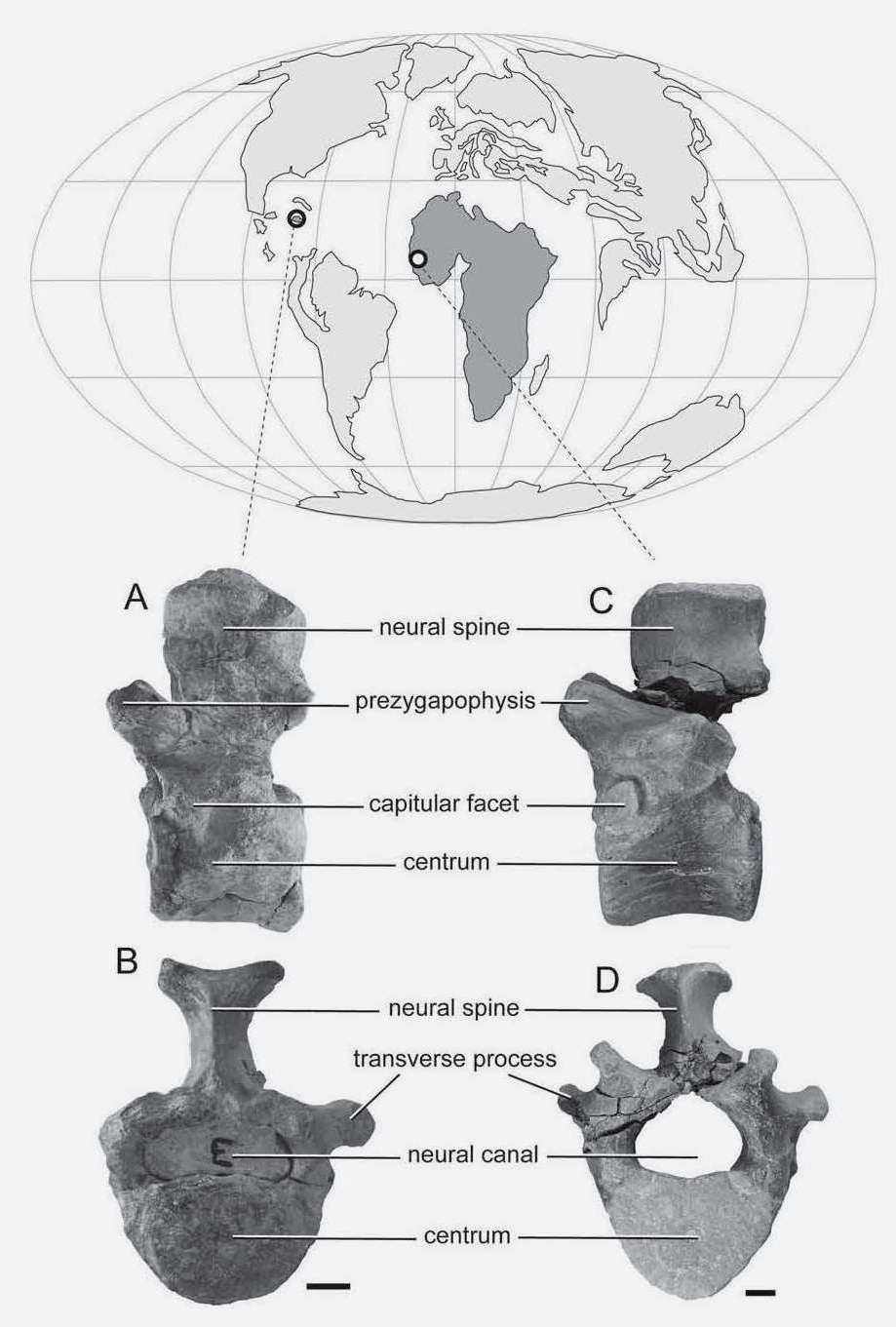 In Search of 'Mamiwata': Ancestral Manatee Fossil Found in Senegal