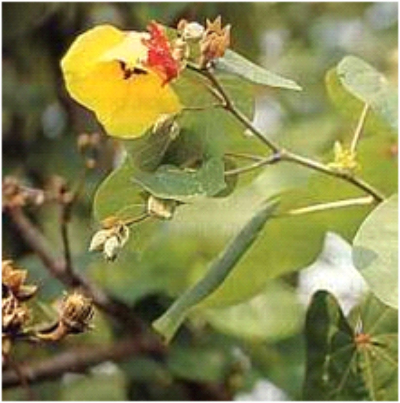 MANFAAT BUNGA WARU ~ berbagi