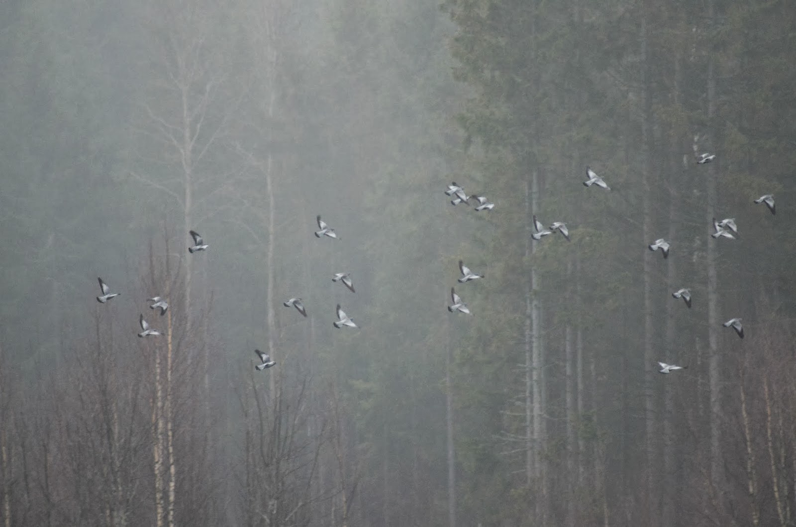 Ola Österströms fågelblogg: Gåstider
