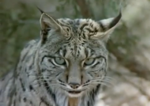 Curiosidades De La Vida: Detectado el primer caso de VIH felino en un ...