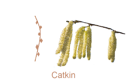 Beauty Of Plants: Inflorescence