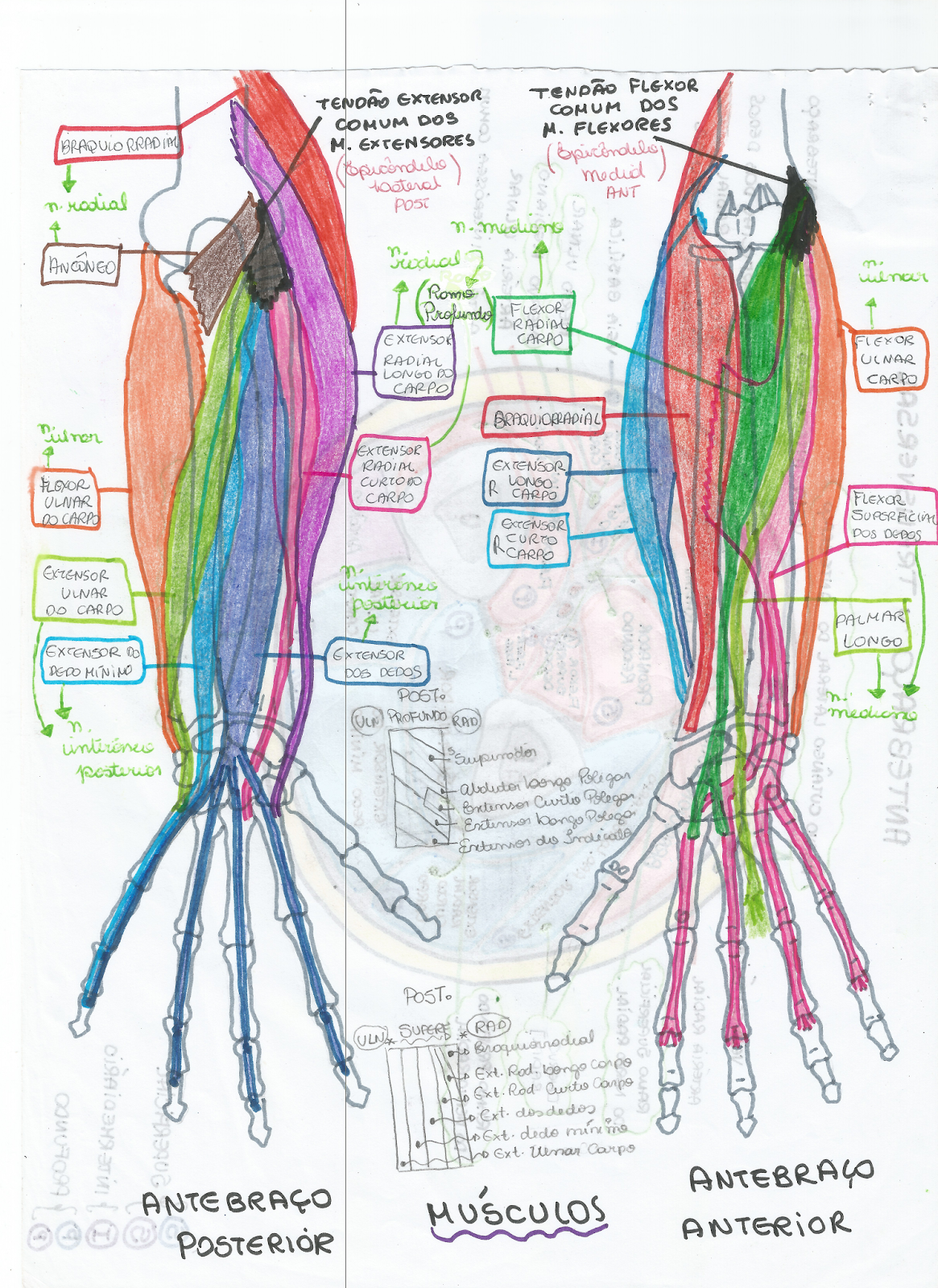 Rabiscos Infundados: Músculos do Antebraço - 1