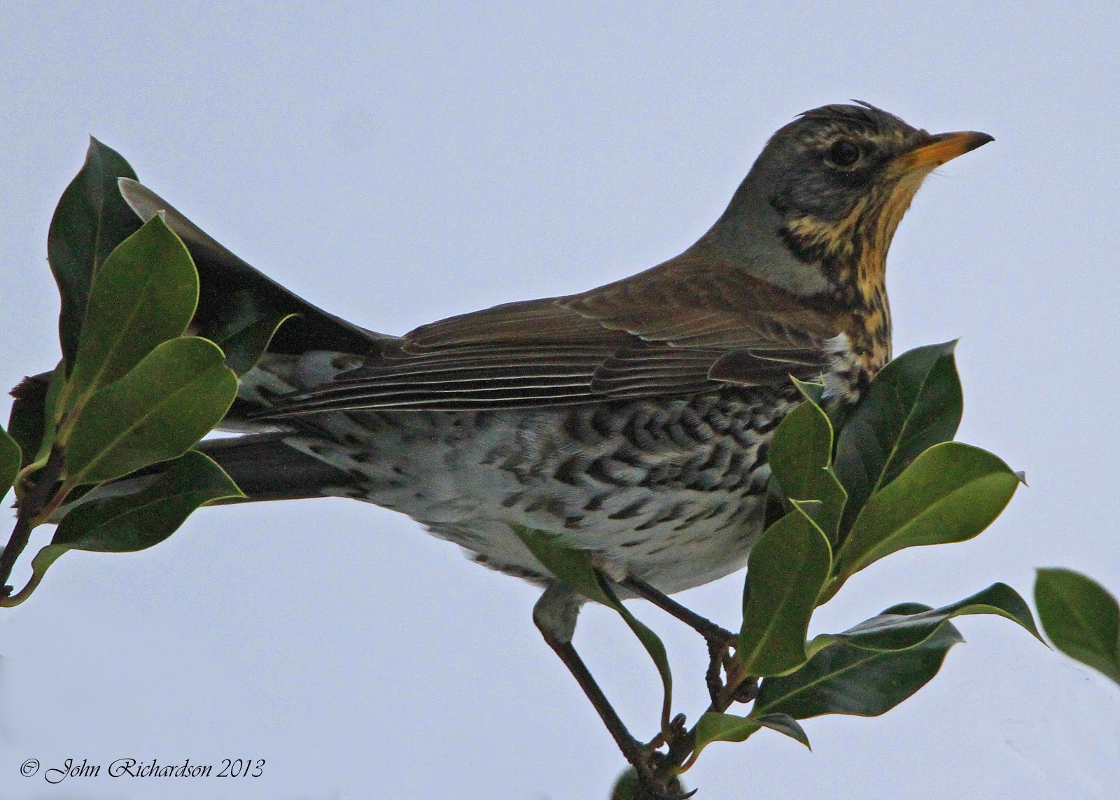 Old Man of Minsmere aka John Richardson: Fieldfare's in my own back Garden