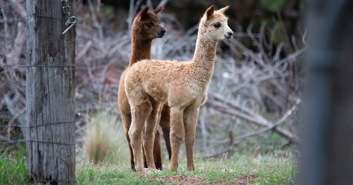 Alpaca Babies