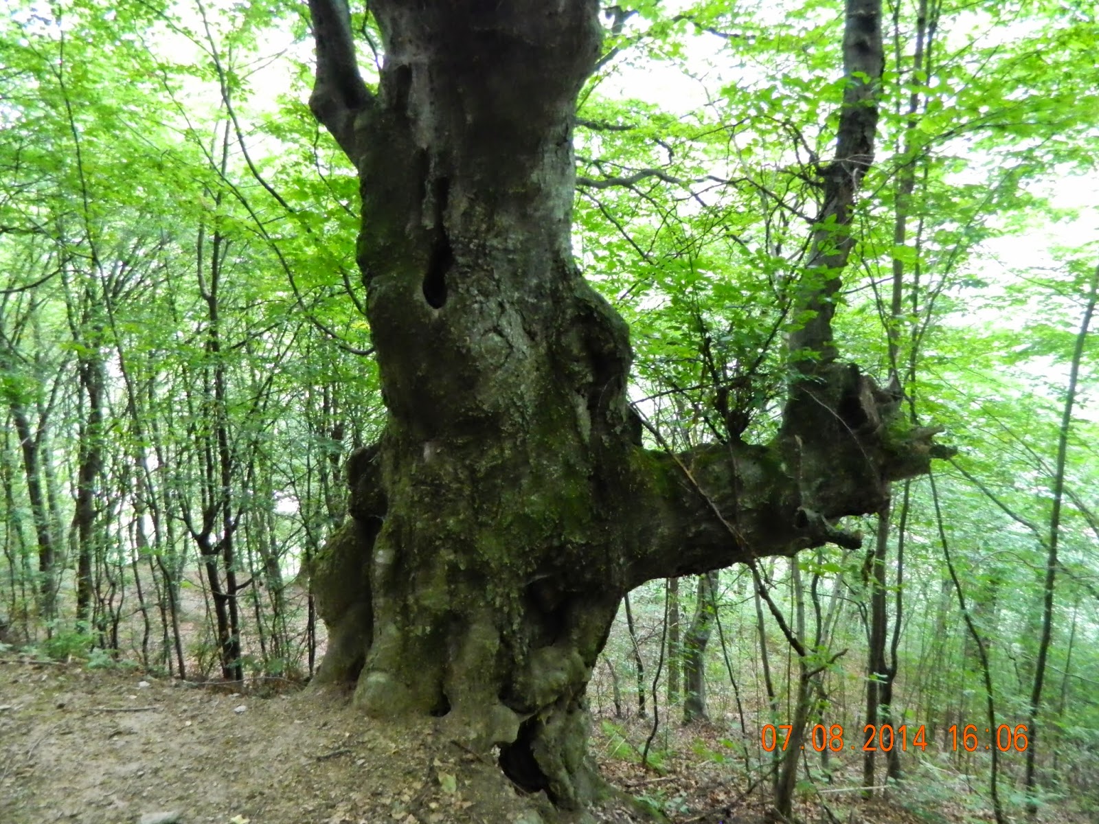 TEMPLUL IUBIRII DIVINE: CETATEA DACICA de la BLIDARU