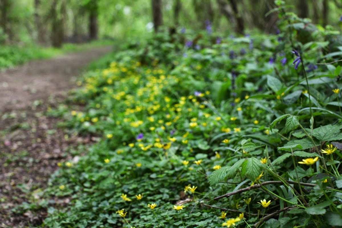 spring in the woods | Journal