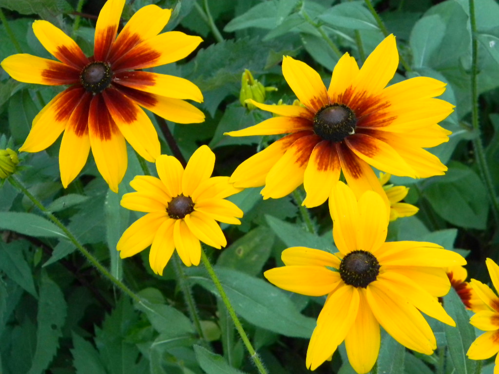 Bees, Birds, Berries, and Blooms!: Summer time flowers...