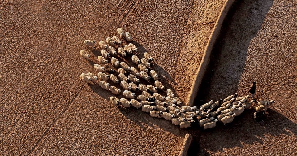 Your Tripod: One Flock, One Shepherd