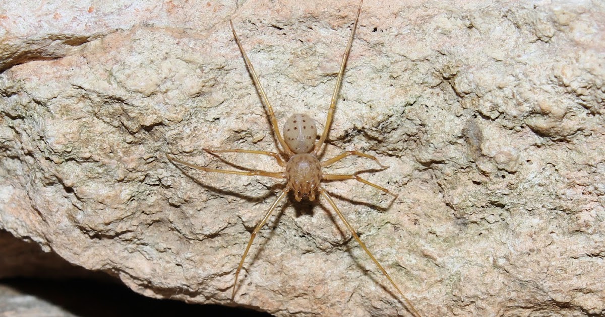 Biodiversity of Cyprus by NGO Protection of the Natural Heritage and ...