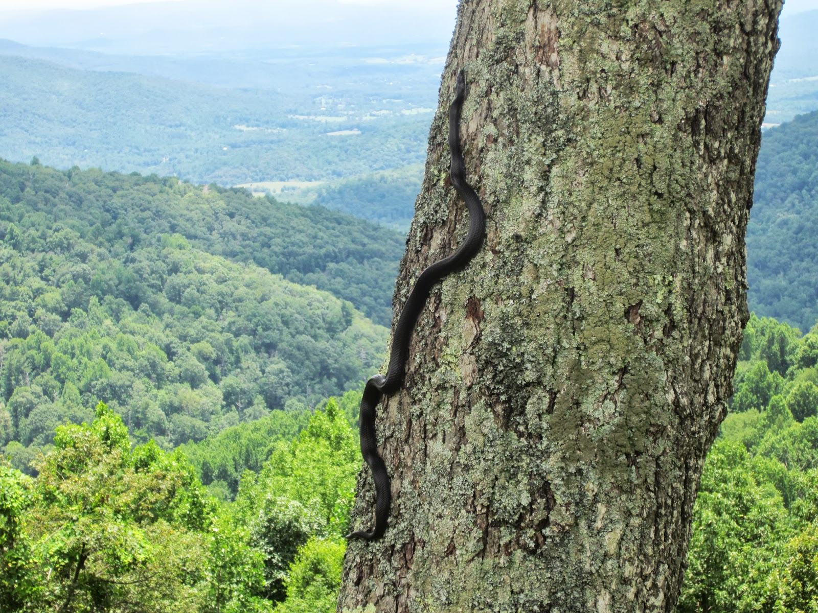 Charlottesville Chapter of the Potomac Appalachian Trail Club: Big Run ...