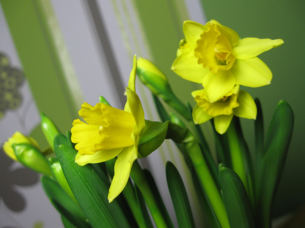 diana-tătucu: Narcise