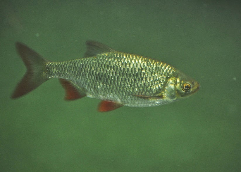 ZOOTOGRAFIANDO (6.100 ANIMALS): CACHO / IDE or ORFE (Leuciscus idus)