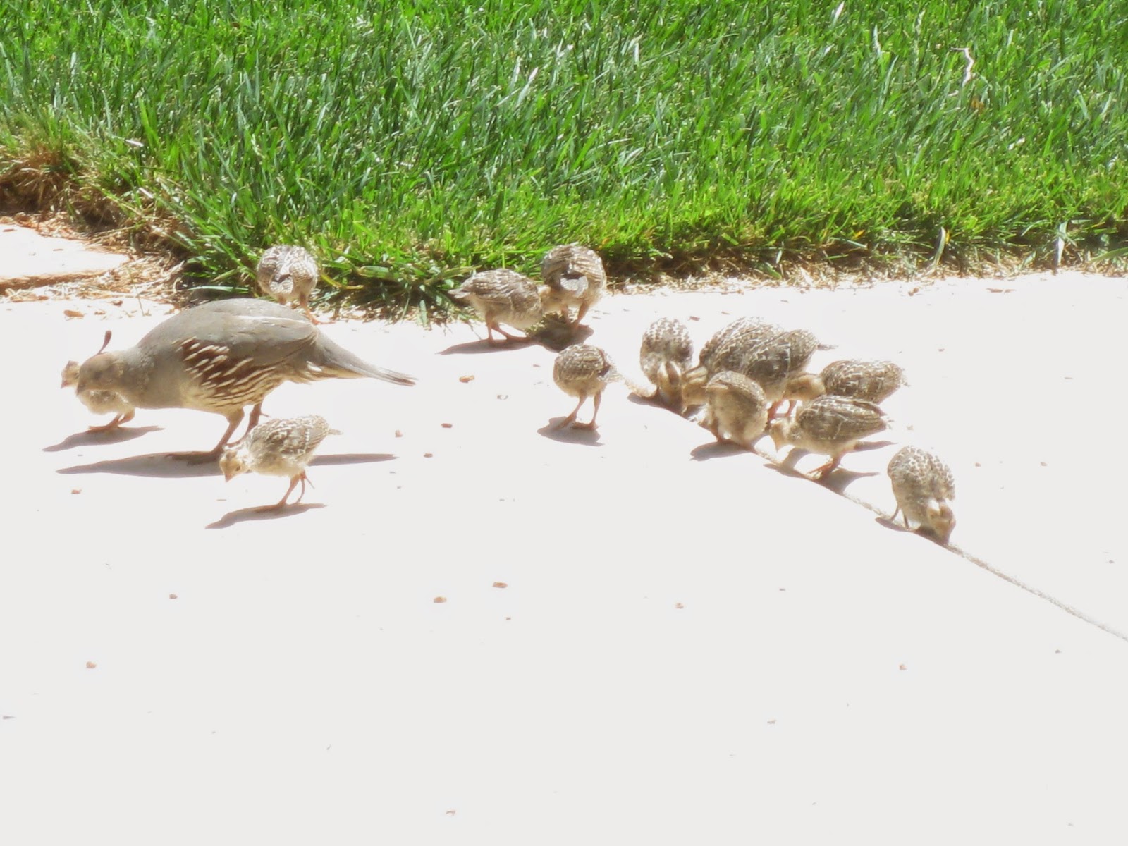 Surviving Life: Sorry, had to share more cute wildlife babies