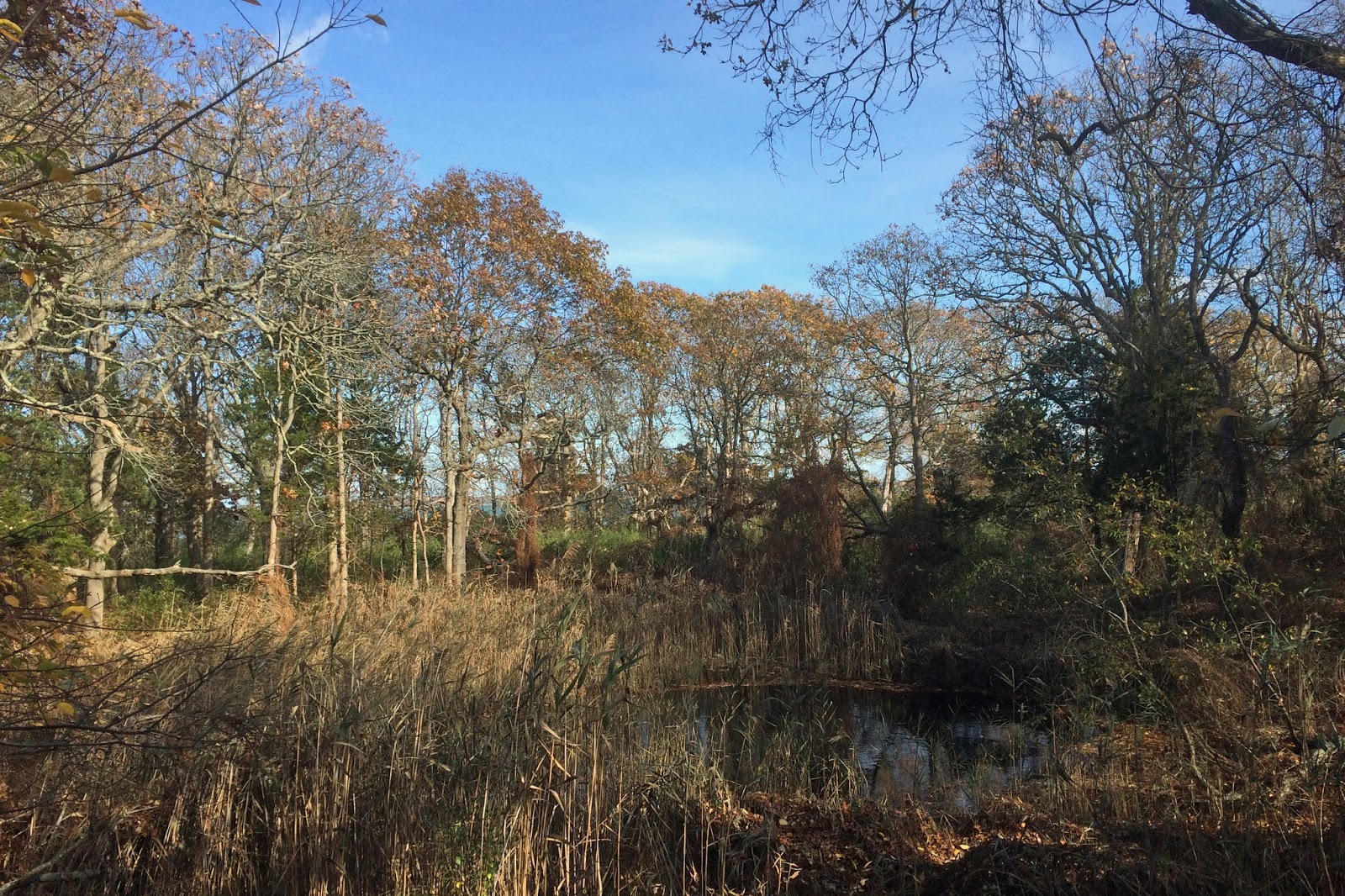 Robert Lohman's Photos of the Hamptons: Nature Trail