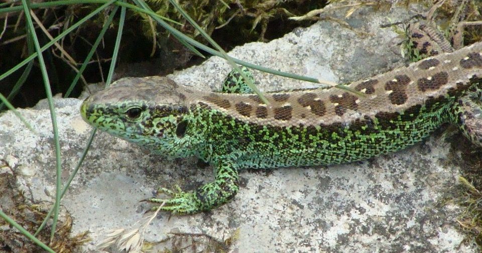 Reptiles from Romania: Lacertoidea