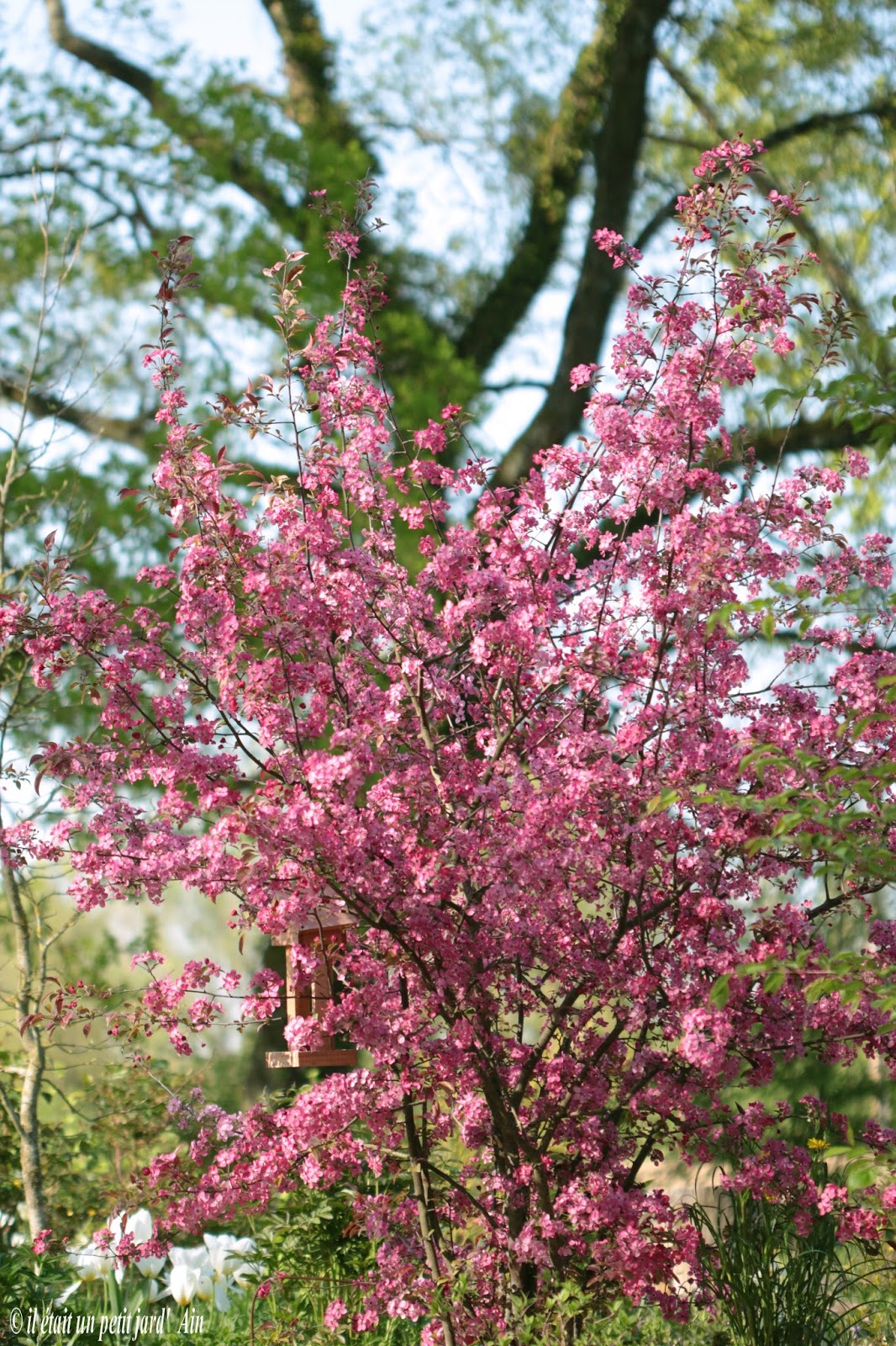 IL ETAIT UN PETIT JARD'AIN ...: FOCUS PRUNUS MALUS TRESORUS ...