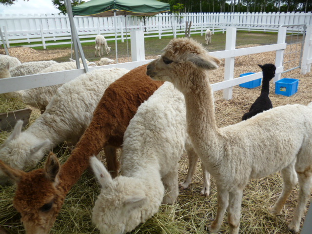 What Wonderful Travels in Hokkaido, JAPAN!: ALPACA FARM （アルパカ牧場）| Biei