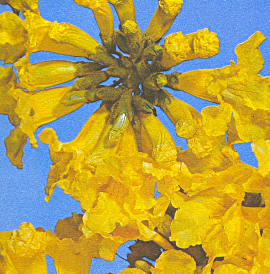 Dibujos araguaney - Imagui