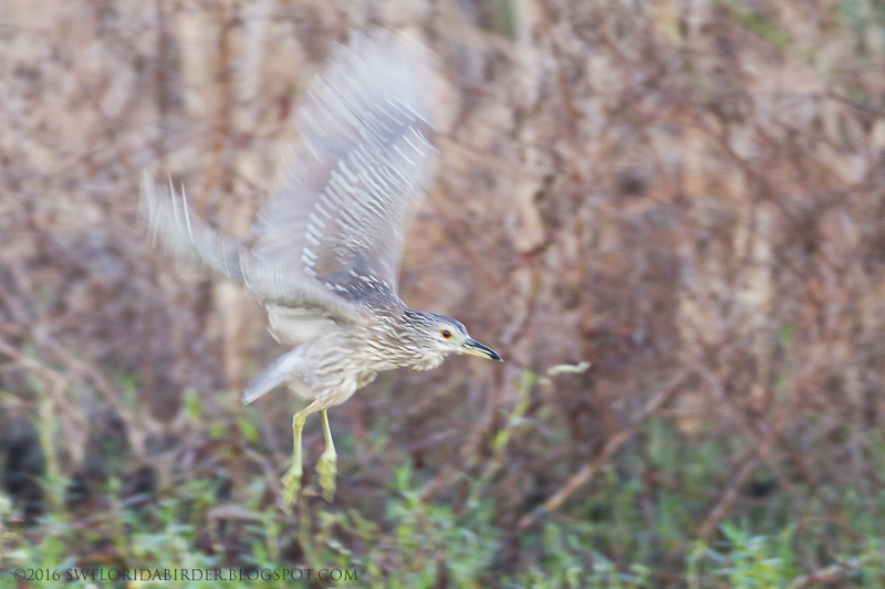 Farewell Harns Marsh Preserve And SW Florida | Focusing on Wildlife